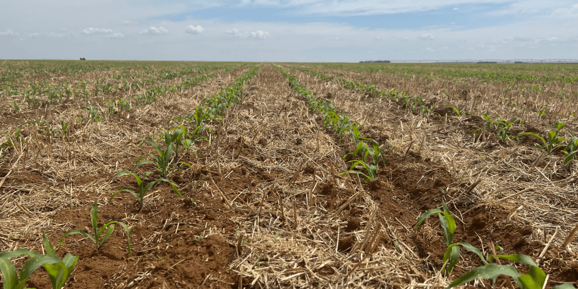 No-Till Farming: Benefits, Challenges, And Sustainable Effects