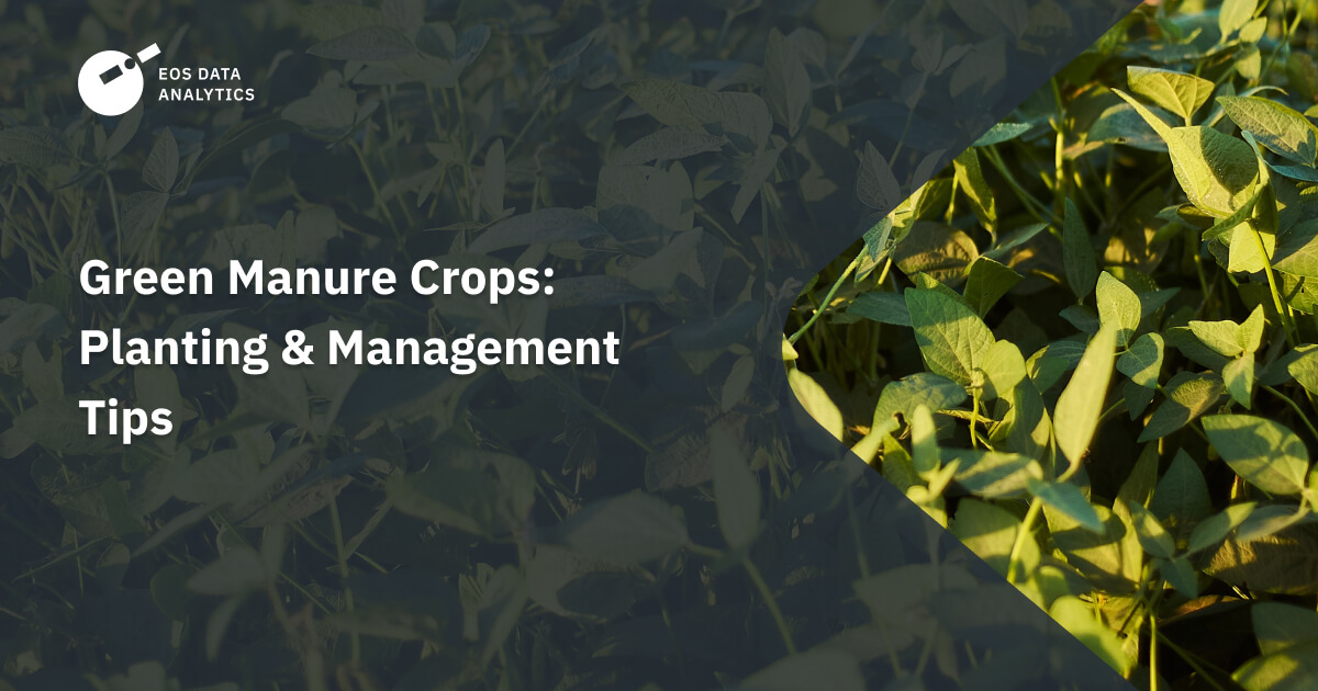 Green Manure: Crops Planting, Growing, And Digging In