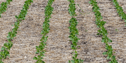 Soil Articles: Best Soil Preparation And Maintenance Practices
