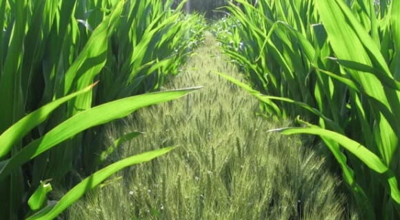 Intercropping Concept Types How To Benefit From The Practice 2022 