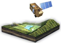Manejo Forestal: Cómo Planificar Y Implementar Correctamente