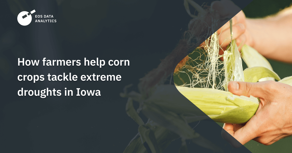 How Farmers Help Corn Crops Tackle Extreme Droughts In Iowa