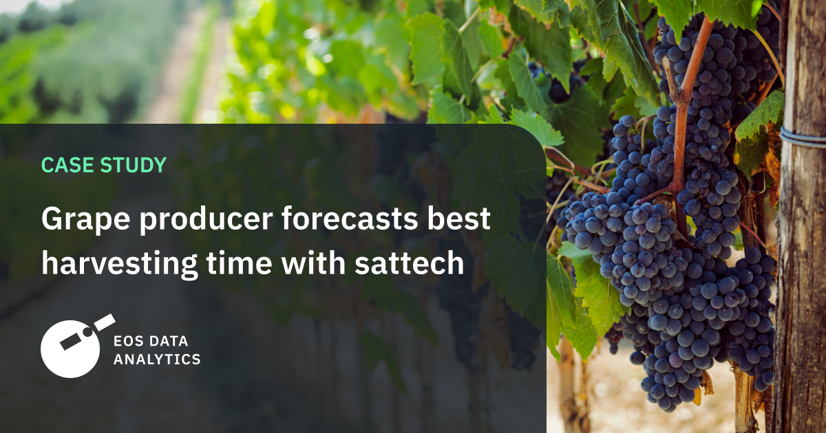 Grape Producer Forecasts Best Harvesting Time With Sattech