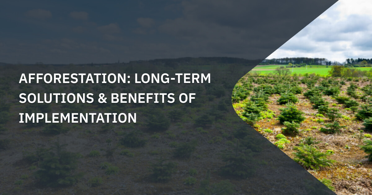 Afforestation: Long-term Solutions & Benefits Of Implementation
