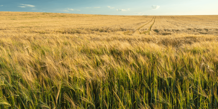 Growing Barley: How To Plant, Manage, And Harvest