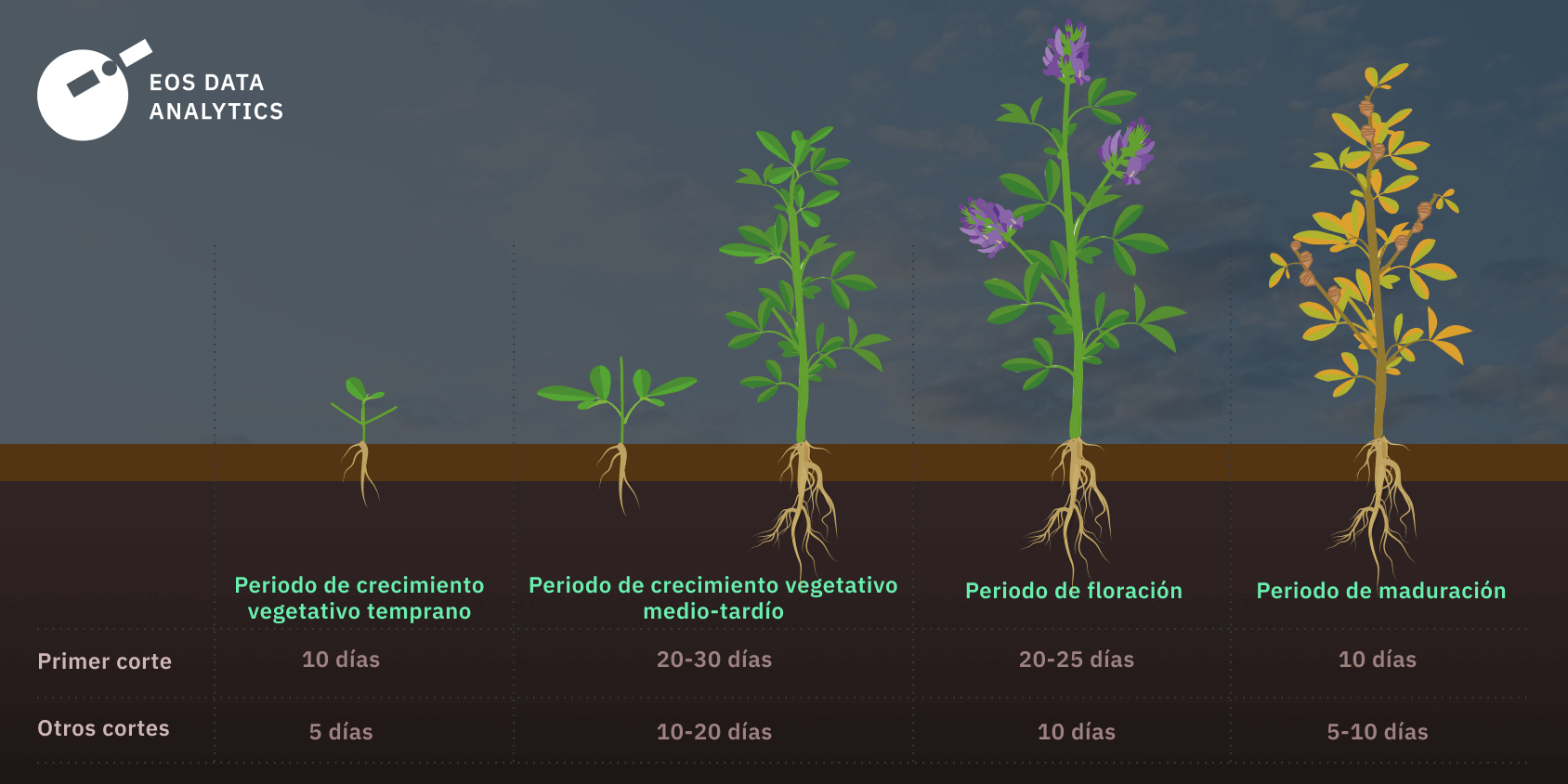 Cultivo De Alfalfa: Siembra, Cuidado Y Cosecha Productivas