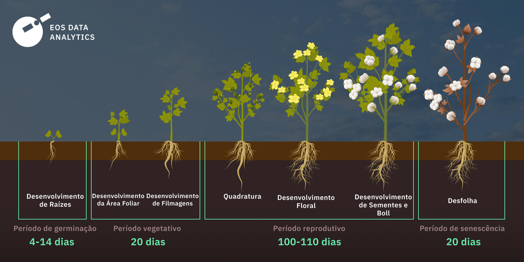 Plantio De Algodão: Cultivo Inteligente Da Semeadura À Colheita