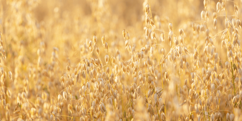 How To Grow Oats: Crop Needs, Planting, Care, & Harvesting