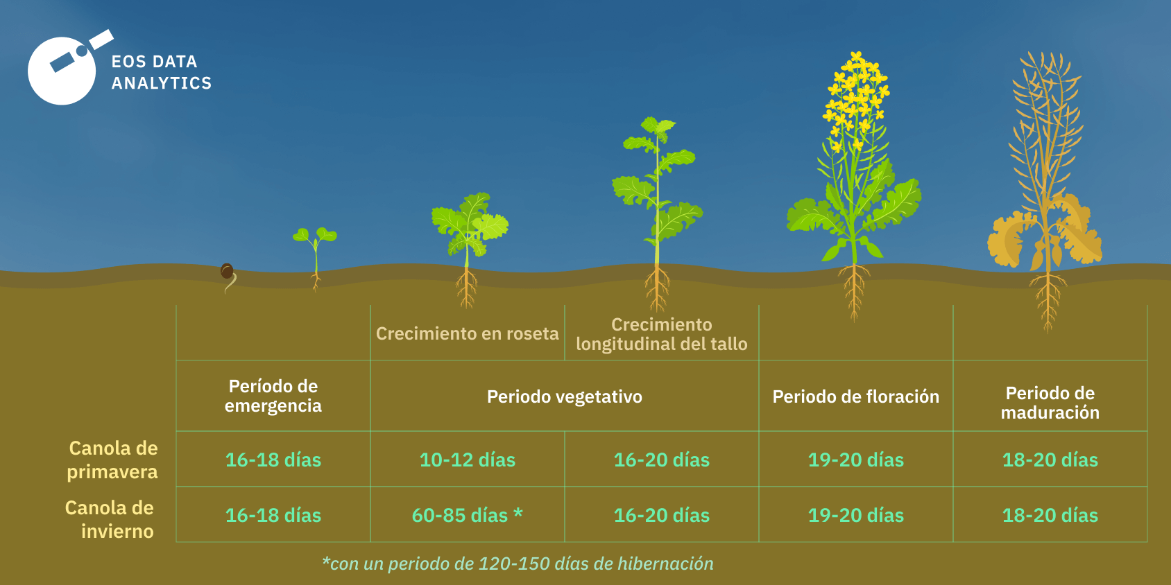 Cultivo De Canola: Siembra, Cosecha Y Gestión Inteligente