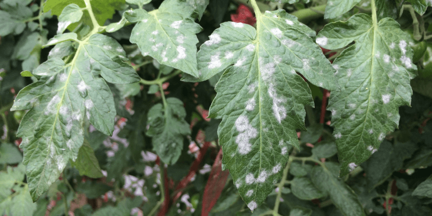 Mildew Meaning Is This Powdery Mildew On My English Oak Tree?
