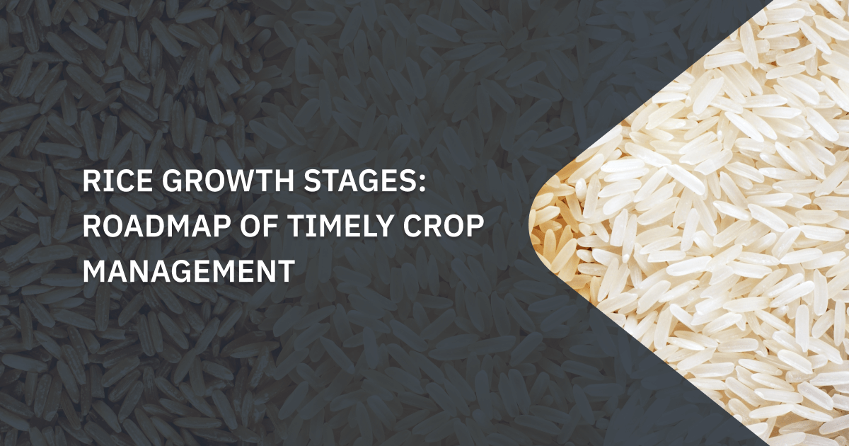 Rice Growth Stages: Crop Development From Seed To Grain