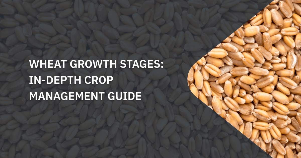 Wheat Growth Stages: From Germination To Maturity & Beyond