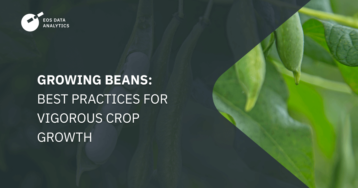 How To Grow Beans: Planting, Care, And Picking Good Crop