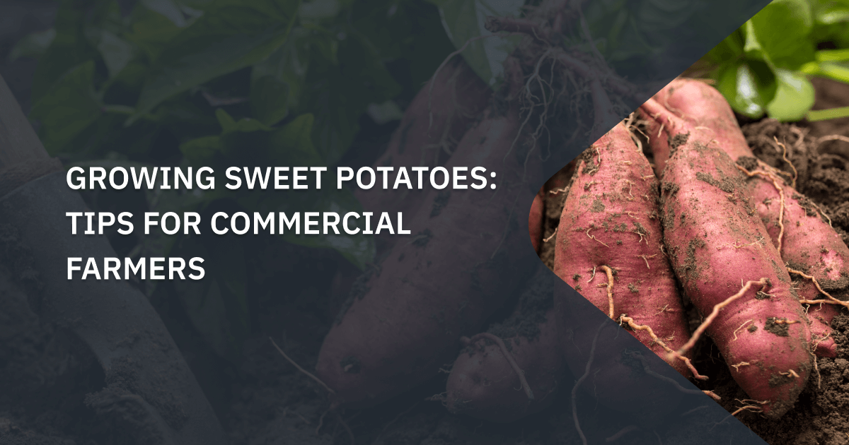 How To Grow Sweet Potatoes: From Planting Slips To Harvest