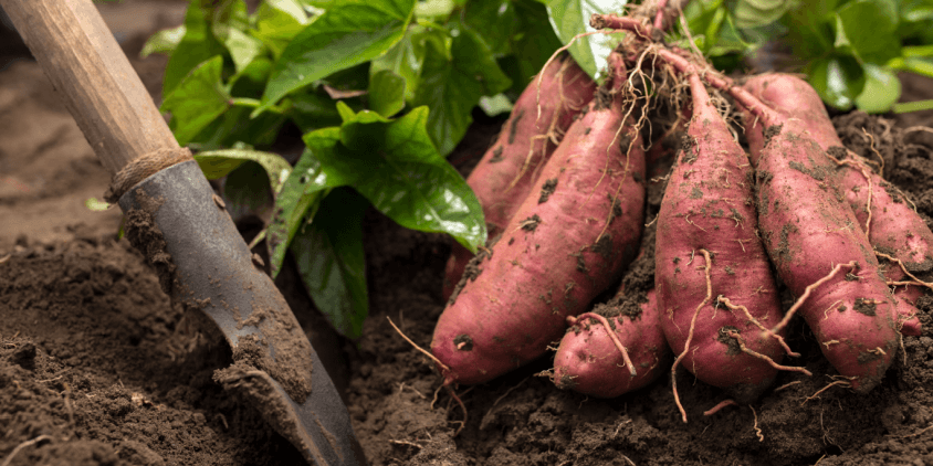 Pasos Para Plantar Batata