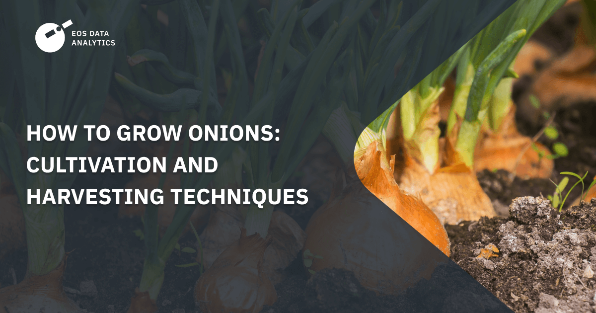 How To Grow Onions: Planting, Cultivation, And Harvesting