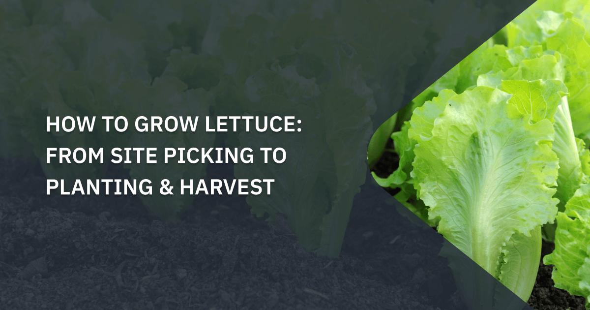 How To Grow Lettuce: Commercial Planting, Care, And Harvest