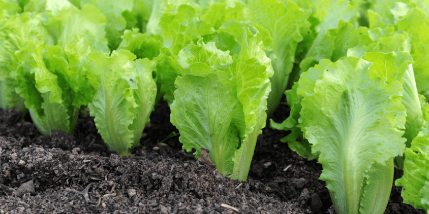 Como Plantar Alface: Plantio Comercial, Cuidados E Colheita