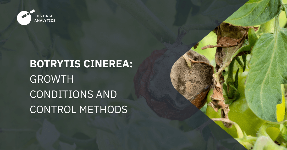 Botrytis Cinerea: How To Prevent And Control The Disease
