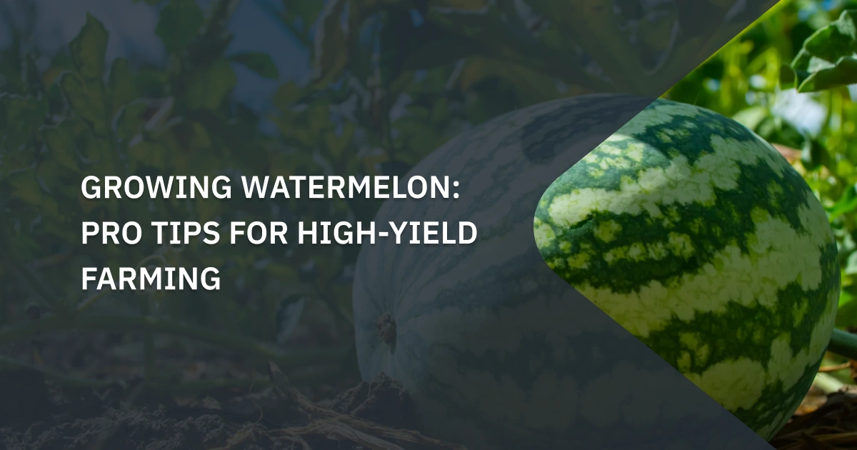 How To Grow Watermelons: Best Ways To Plant, Care, Harvest