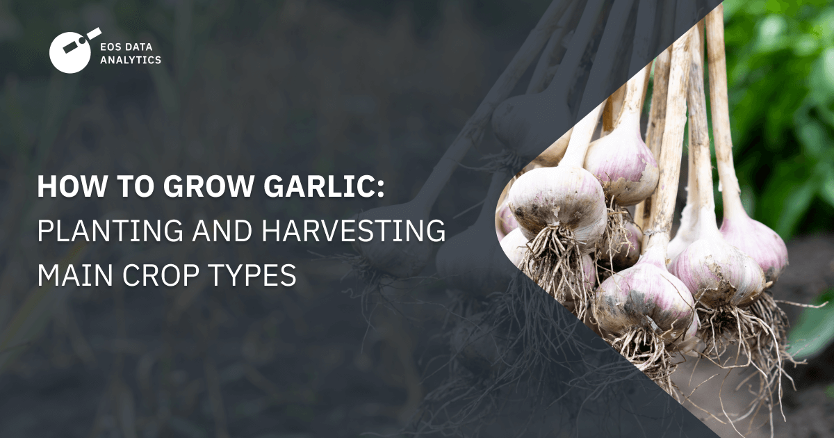 How To Grow Garlic: Best Ways To Plant And Harvest The Crop