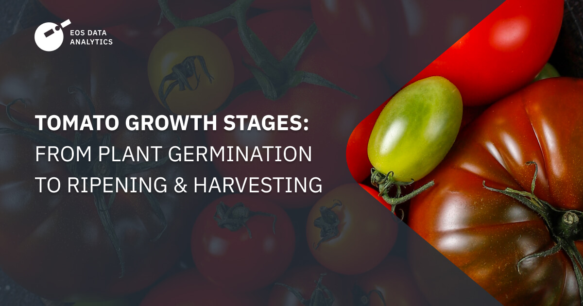 Tomato Growth Stages: From Germination To Ripening
