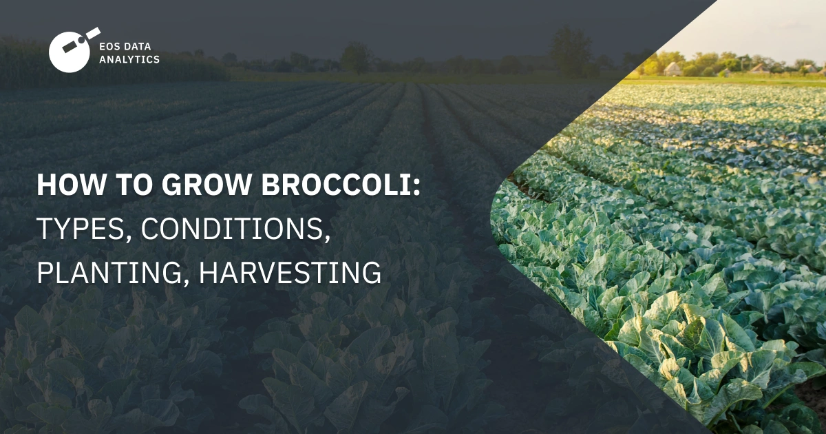 How To Grow Broccoli: Planting, Care and Harvesting