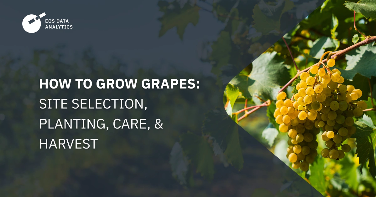 How To Grow Grapes: Vineyard Planting, Care, And Harvesting