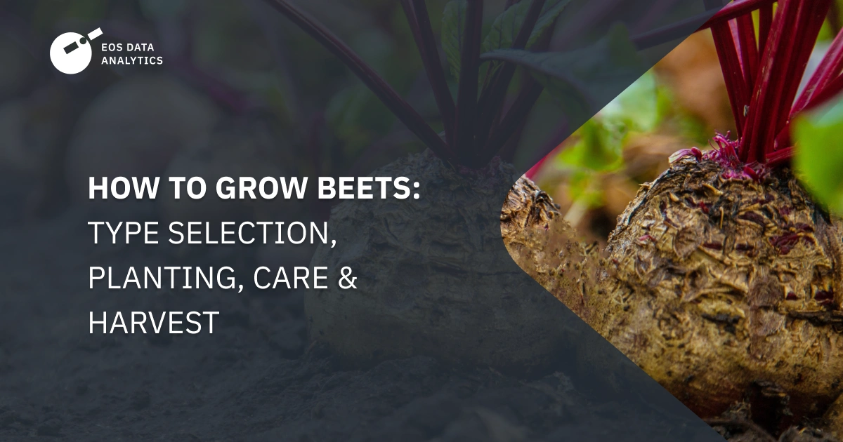 How To Grow Beets: Smart Planting, Cultivation & Harvesting