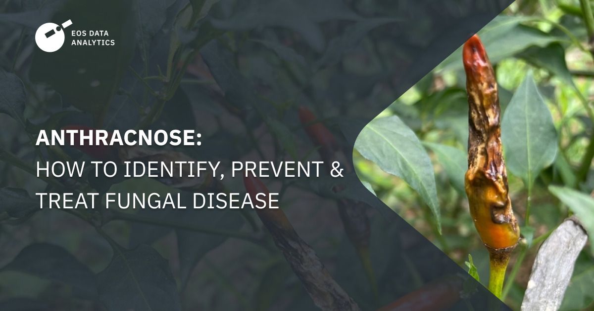 Anthracnose: Symptoms, Prevention & Treatment Methods