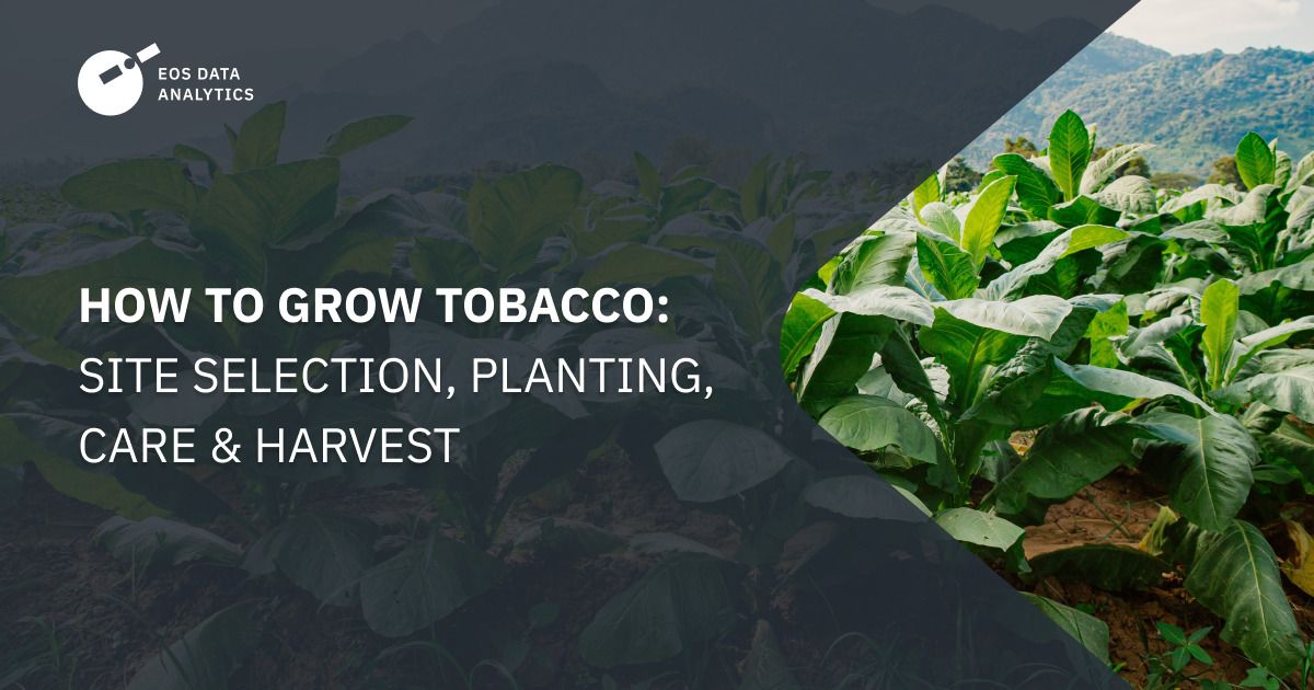 How To Grow Tobacco: Farming Process From Seed To Harvest