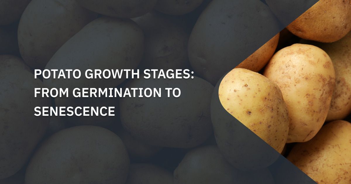 Potato Growth Stages: From Germination To Senescence