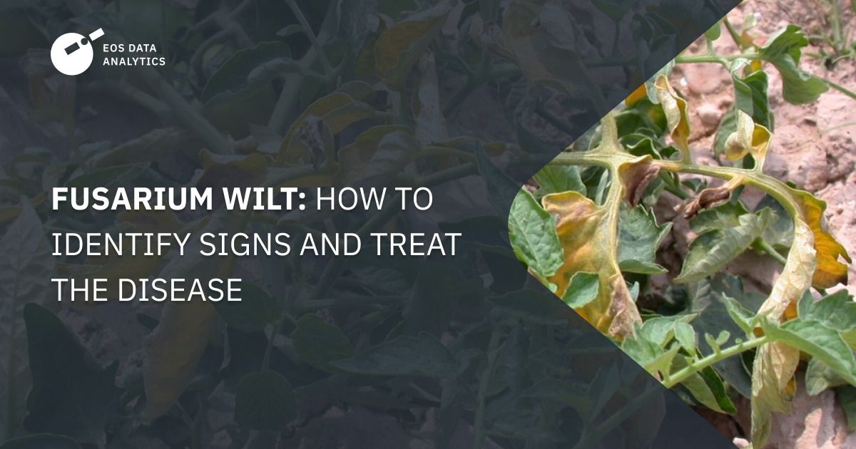 Fusarium Wilt: Causes, Symptoms, Prevention, And Treatment