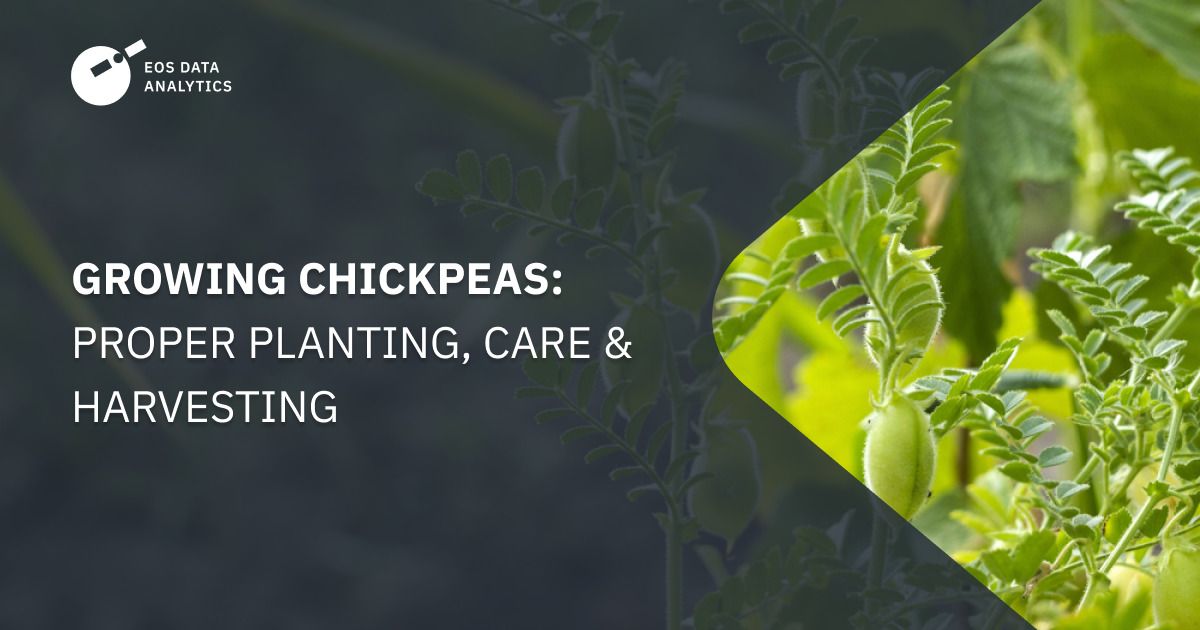 How To Grow Chickpeas: Requirements, Planting & Harvesting