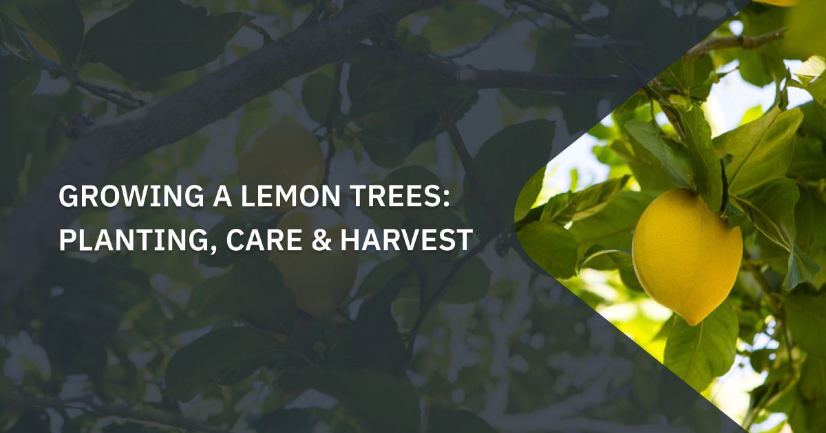 How To Grow A Lemon Trees: Guide To Planting, Care & Harvest