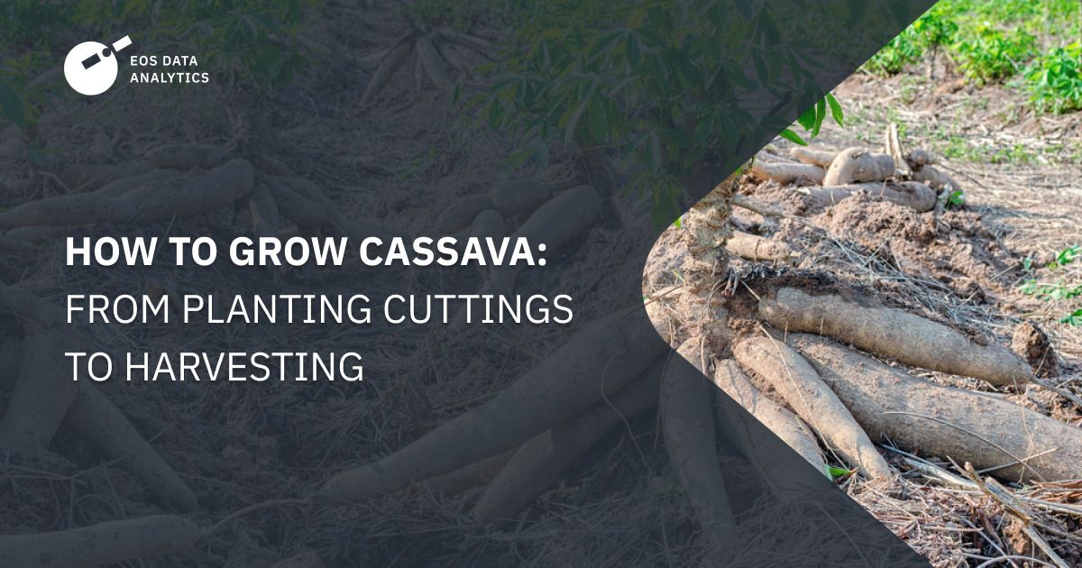How To Grow Cassava: Planting, Cultivation, And Harvesting