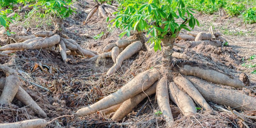 Cassava Plant Images