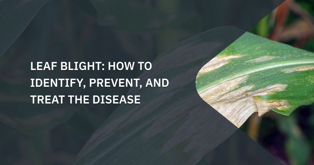 Leaf Blight: Causes, Spread, Symptoms, And Treatment