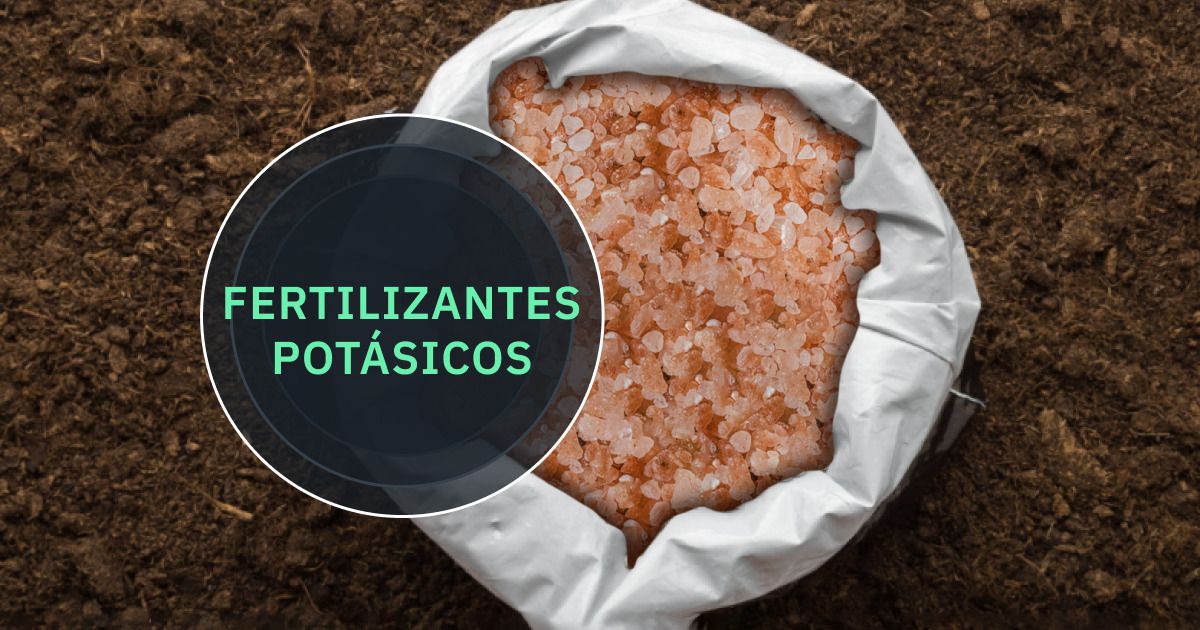 Fertilizantes Potásicos: Tipos Y Usos En La Agricultura