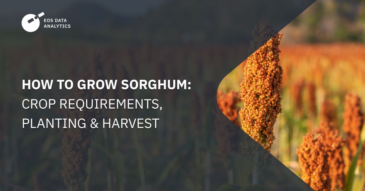 How To Grow Sorghum: Planting, Crop Management & Harvest
