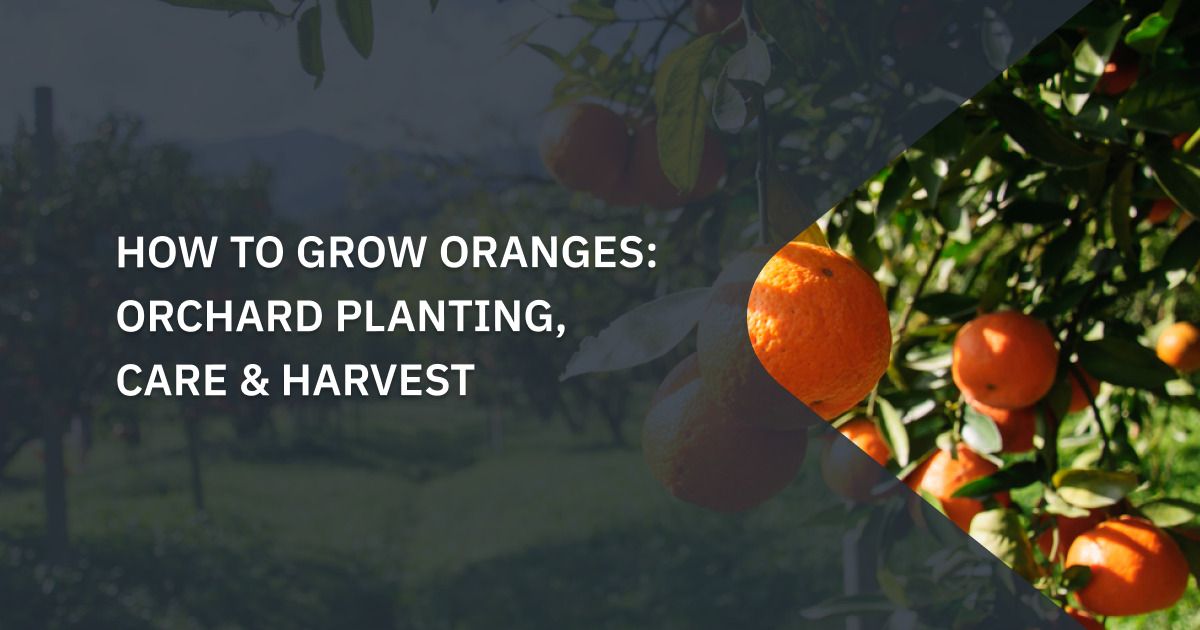 How To Grow An Orange Trees: Planting, Care, And Harvesting