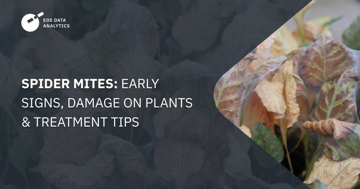 Spider Mites: Causes, Early Signs, Prevention, And Treatment